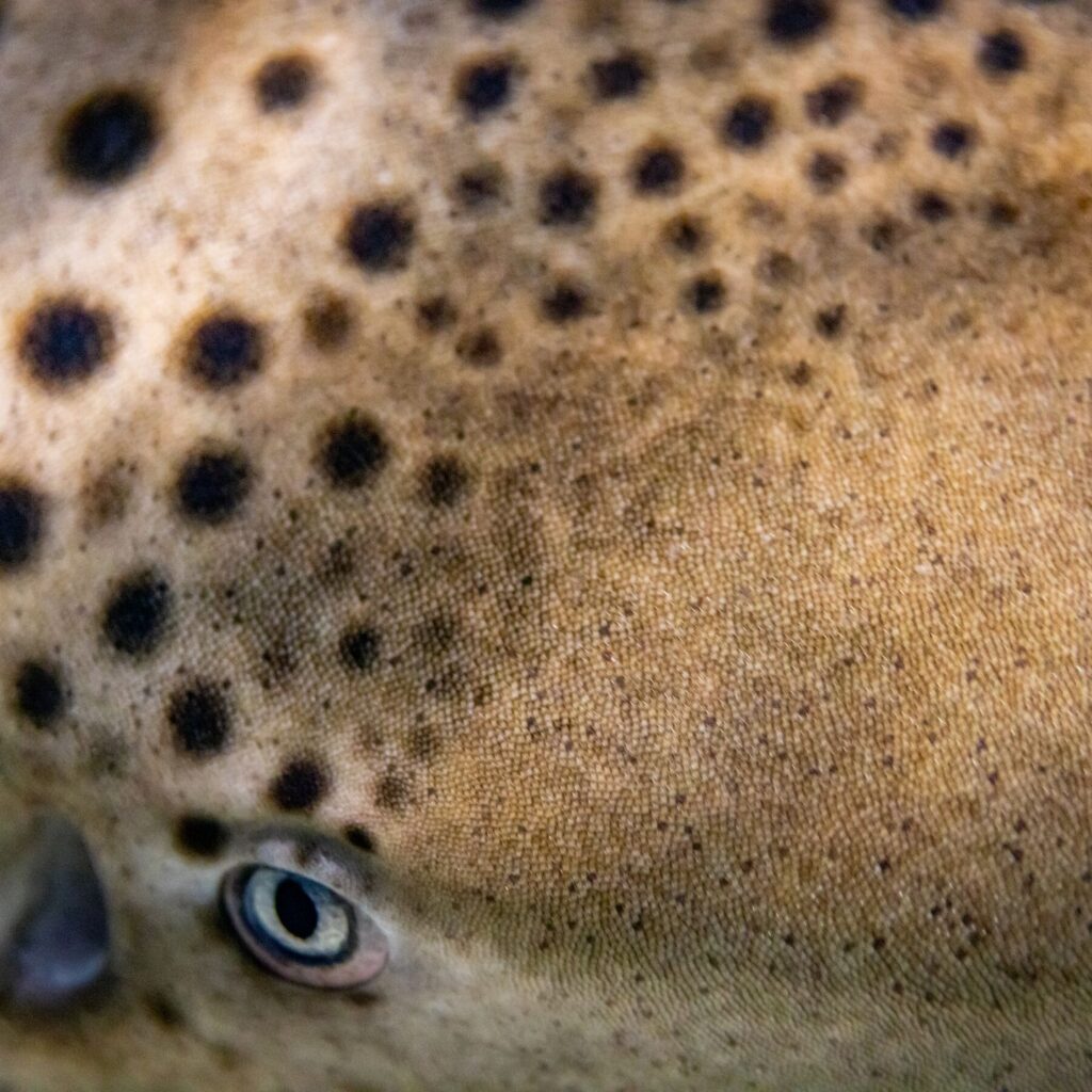 Shark Skin: Composed Of Tiny Tooth-Like Structures - Zoos - USA ...