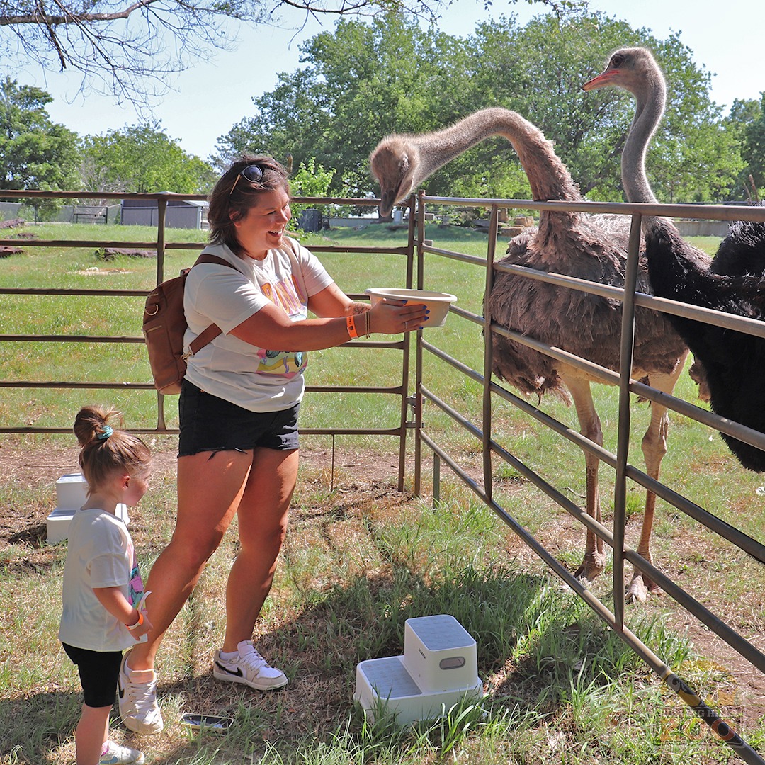 Fridays: Enjoy Ostrich Feeding At Rolling Hills Zoo! - Rolling Hills ...