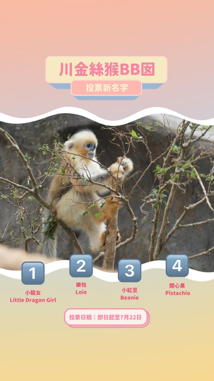 Name Our Baby Golden Snub-Nosed Monkey: Vote Now! - Ocean Park HK Zoo Guide
