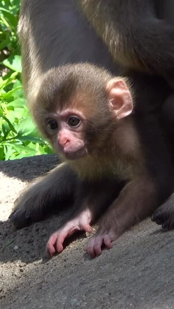 Macaque Babies Begin Their Exploration Journey Step By Step - Milwaukee ...