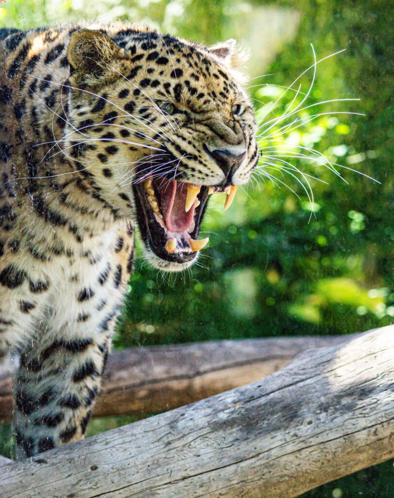 Understanding Amur Leopards: Solitary Big Cats And Their Communication ...