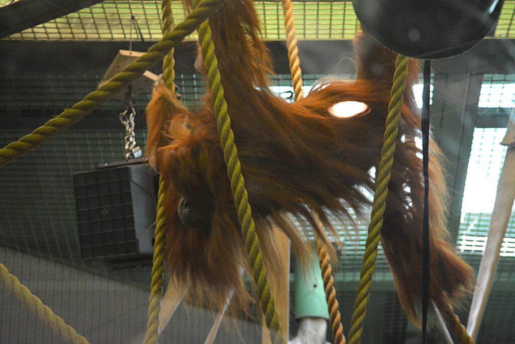 Tuesday Tails Returns: Exciting New Updates Await! - Racine Zoo Zoo Guide