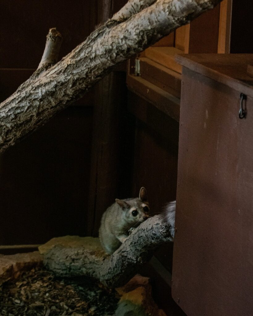 Exploring The Ringtail Cat: Miner's Cat And More - Zoos - USA ...