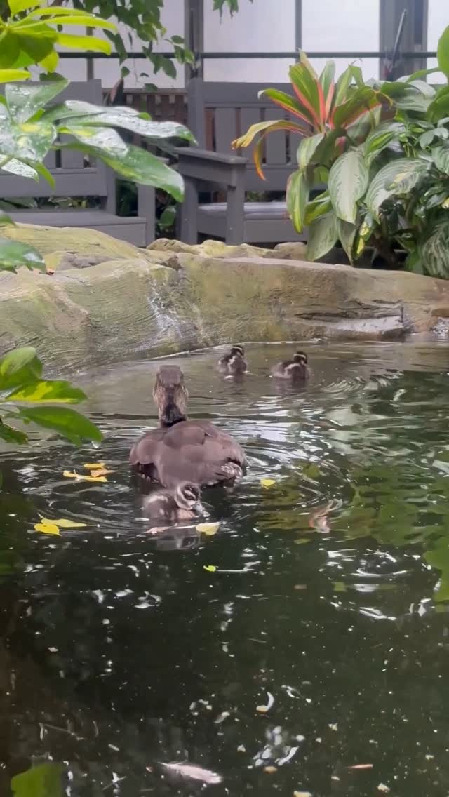 Update On Our Spotted Whistling-Ducklings' Progress! - National Aviary ...