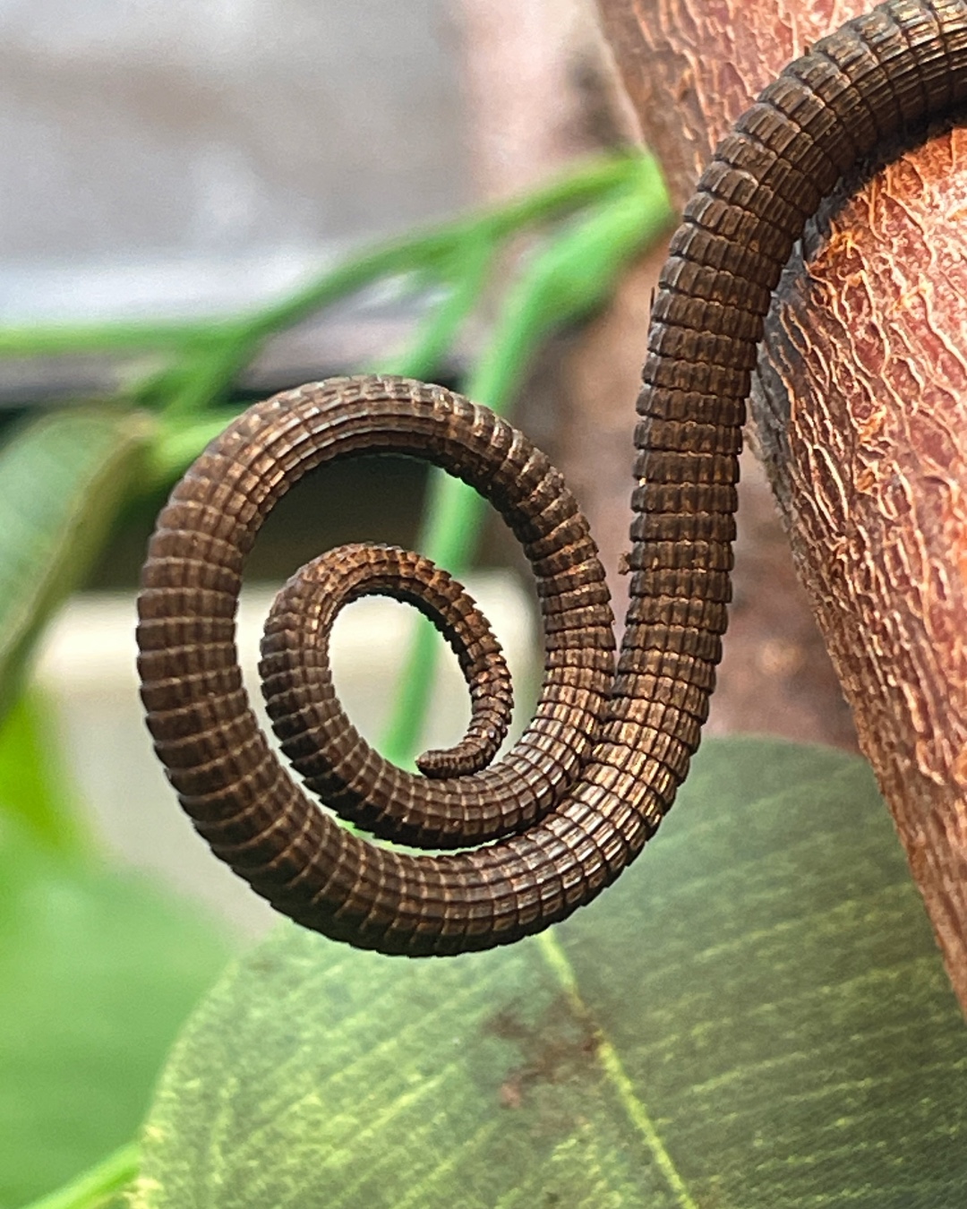 A Word To Know: Prehensile Tails Of Black Tree Monitors - Lincoln Park ...