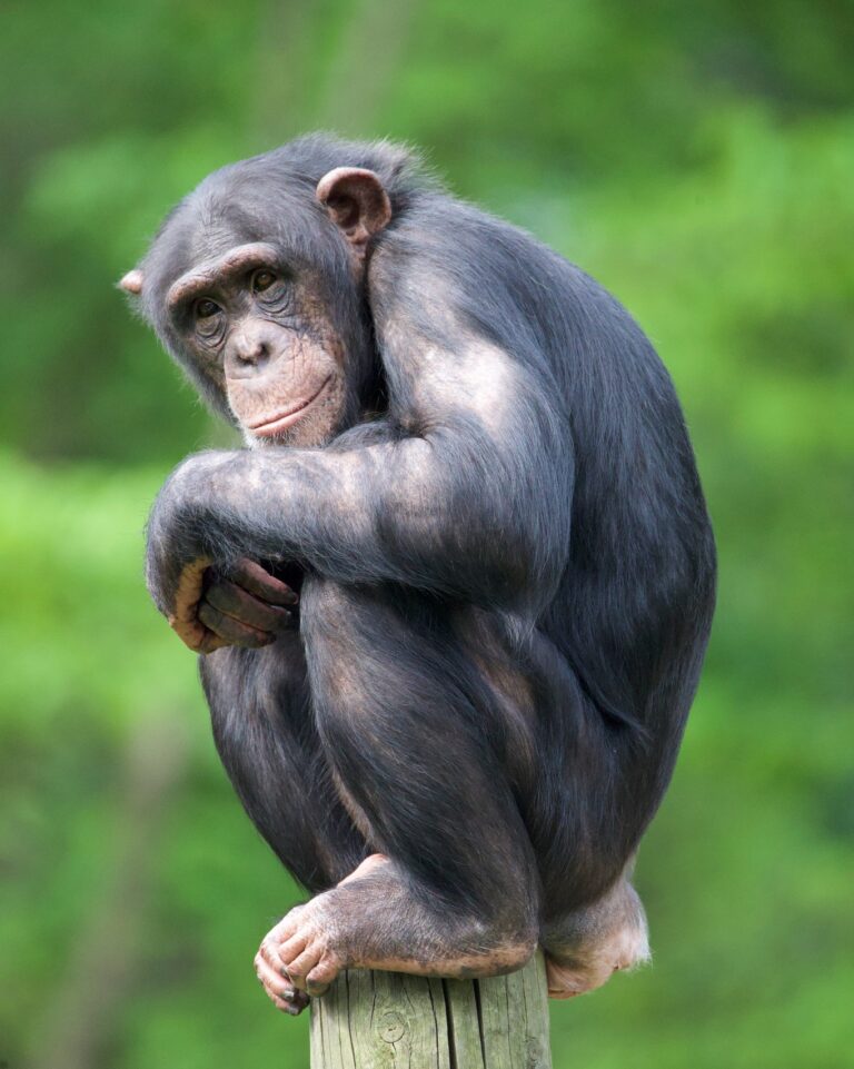 Celebrating World Chimpanzee Day: Meet Our Amazing Troop - John Ball ...