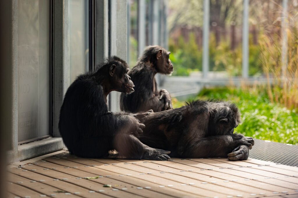 Celebrating World Chimpanzee Day: Dr. Jane Goodall's Landmark Visit ...