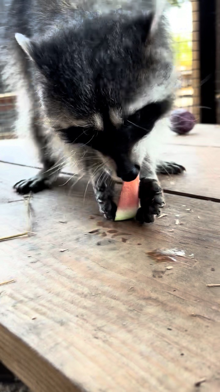 Observing Sequoia Enjoying A Watermelon Slice Boosted My Mood - Sequoia Park Zoo Zoo Guide