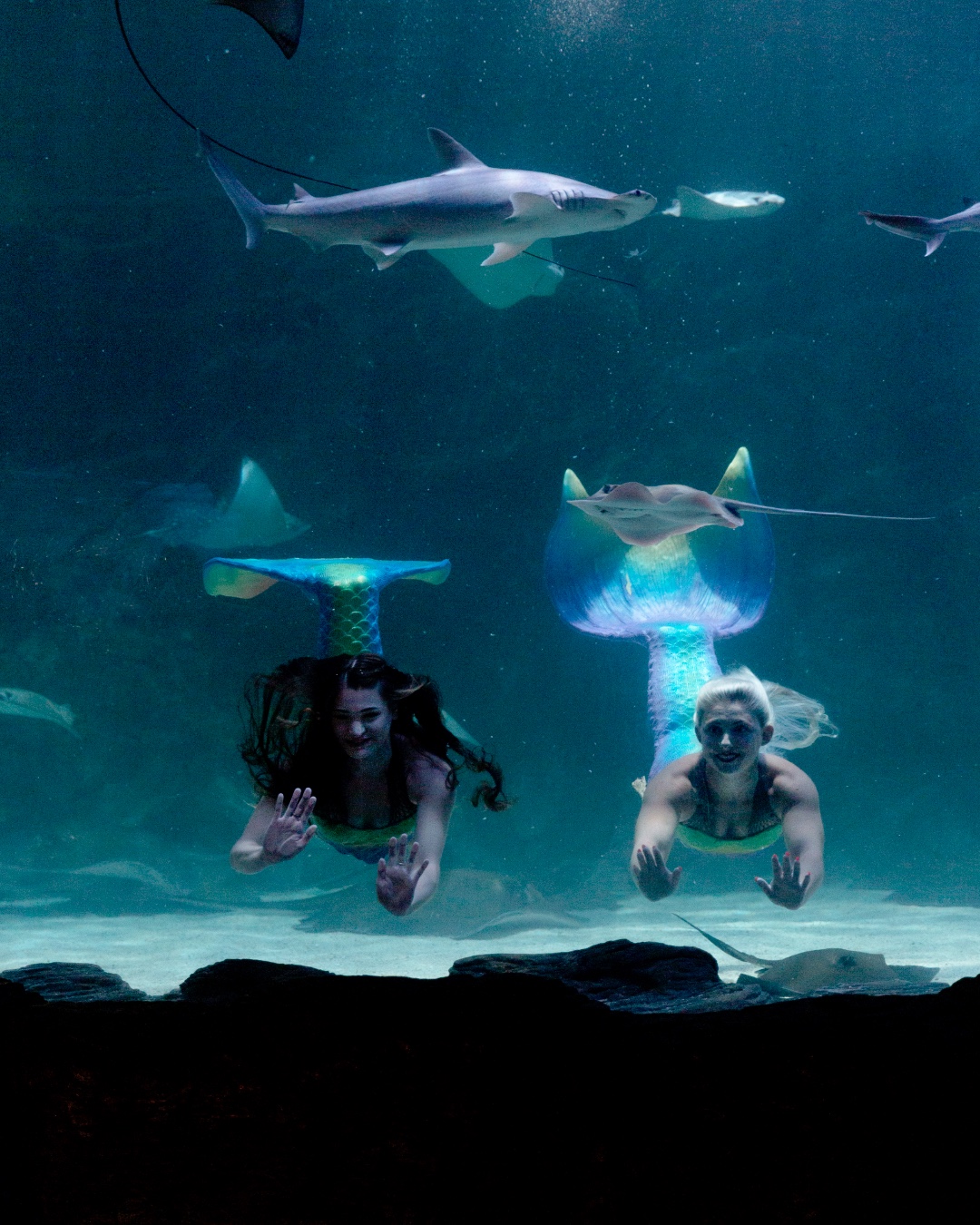 Ahoy, Young Adventurers! Dive Into Pirates & Mermaids! - Ripley's ...