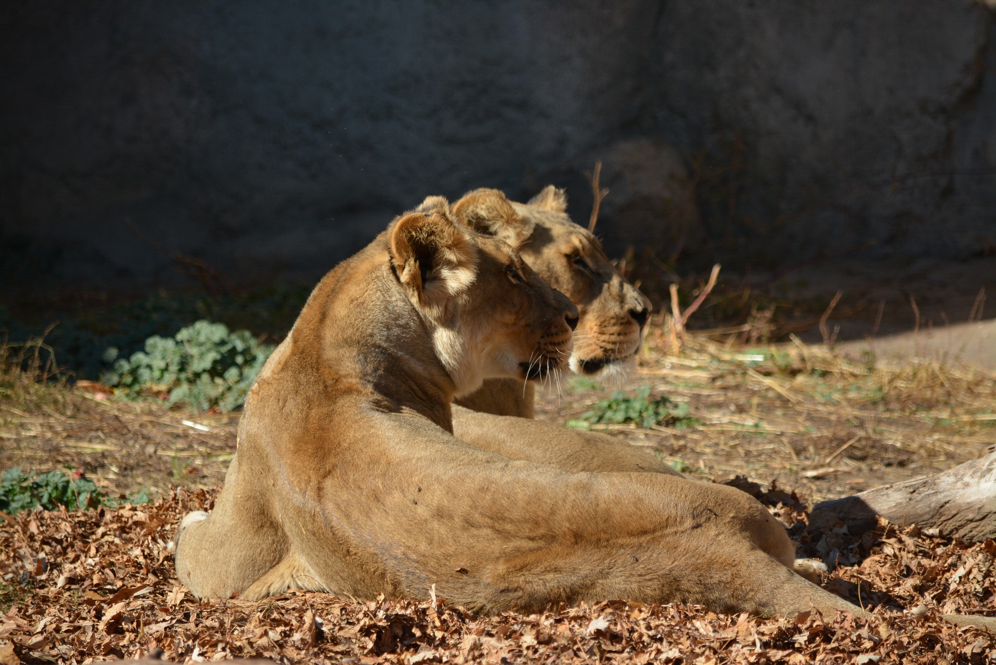 Zoorific Saturday: Celebrate World Lion Day With Azizi And Zuri ...