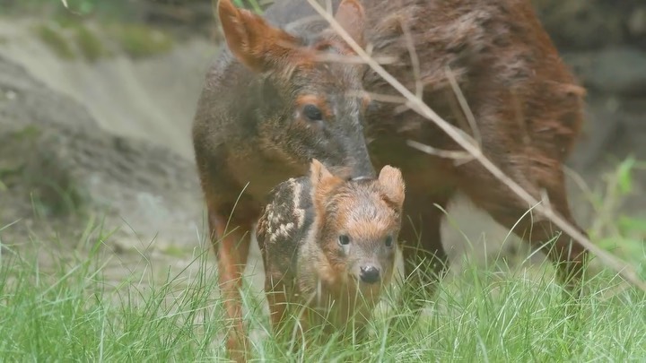 Meet Our New Pudu Fawn: A Rare Species Introduction - Queens Zoo Zoo Guide