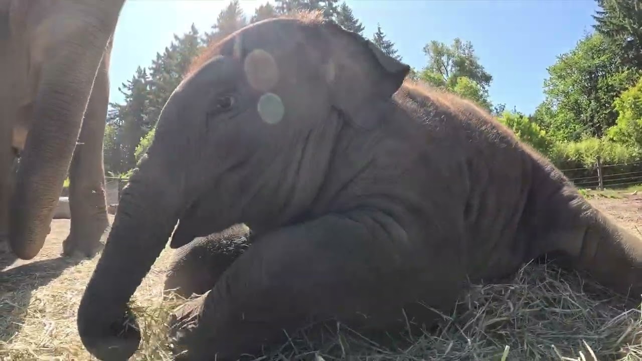 Young Elephant Tula-Tu Enjoys Sunshine Playtime - Oregon Zoo Zoo Guide