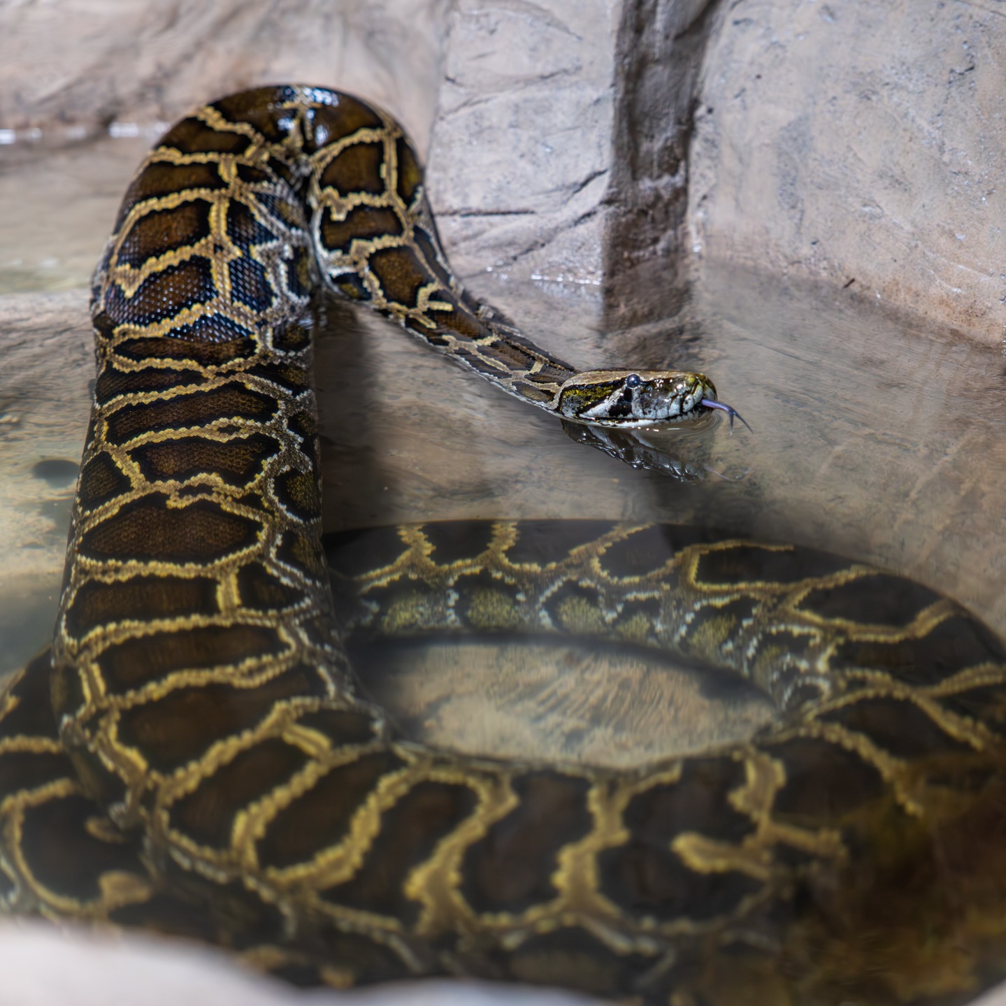 Chief The Burmese Python Thrives In His Tropical Habitat! - Zoos - USA ...