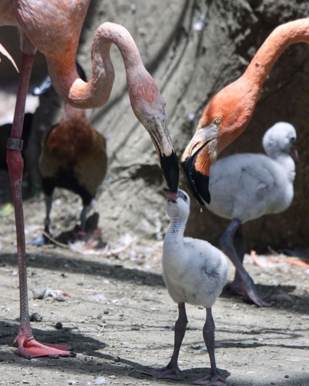 Flamingo Chicks Shine On Snack Attack Saturday! - Zoos - USA ...