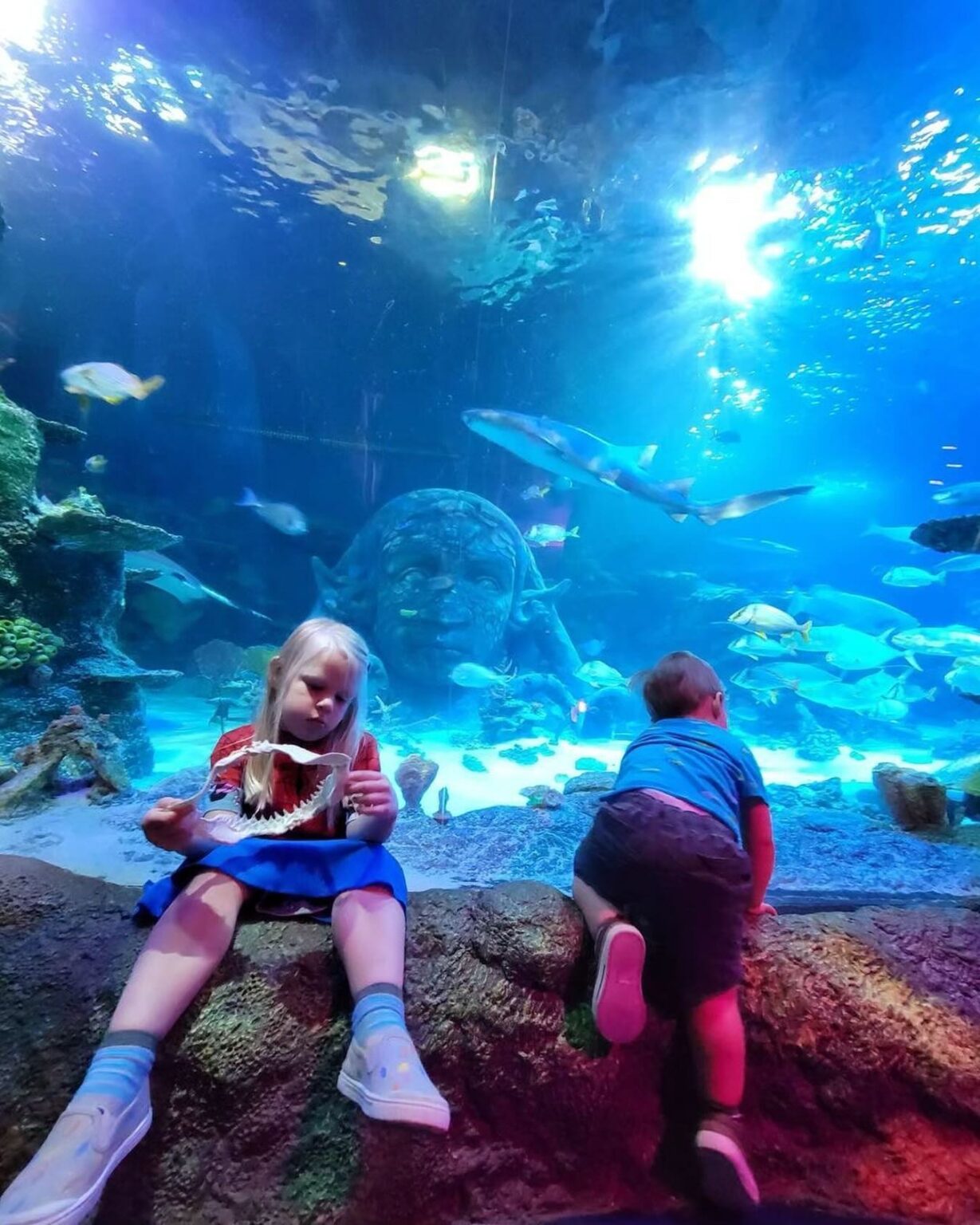 Ready To Dive Deep? Daily Insights On Sea Creatures! - SEA Life AZ Zoo ...