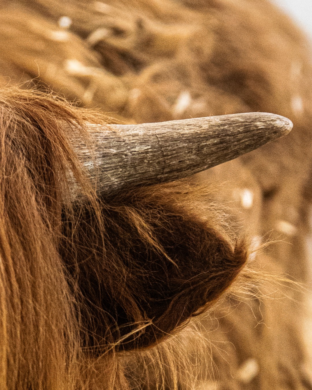 Exciting New Arrival At Your Zoo: Guess What It Is! - Toronto Zoo Zoo Guide