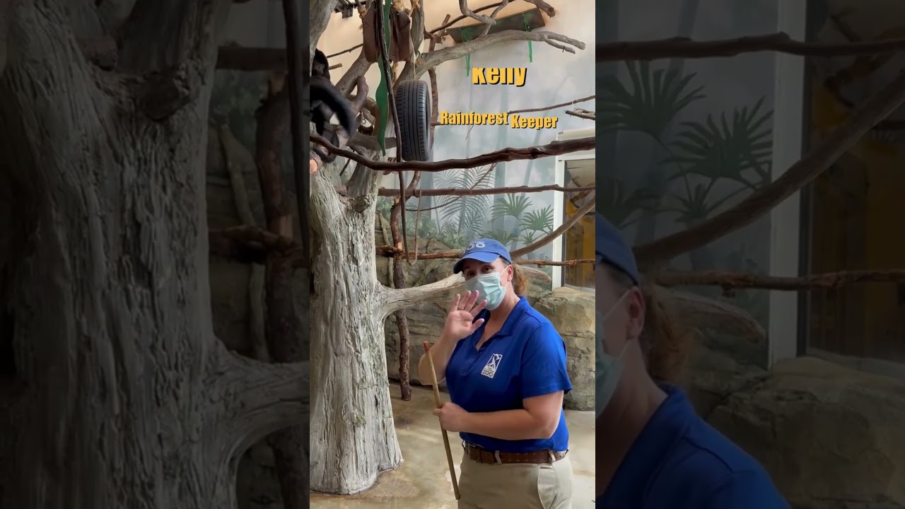 🎥 Meet The Beloved Zoo Crew: Celebrating #ZookeeperWeek 💛 - Roger ...