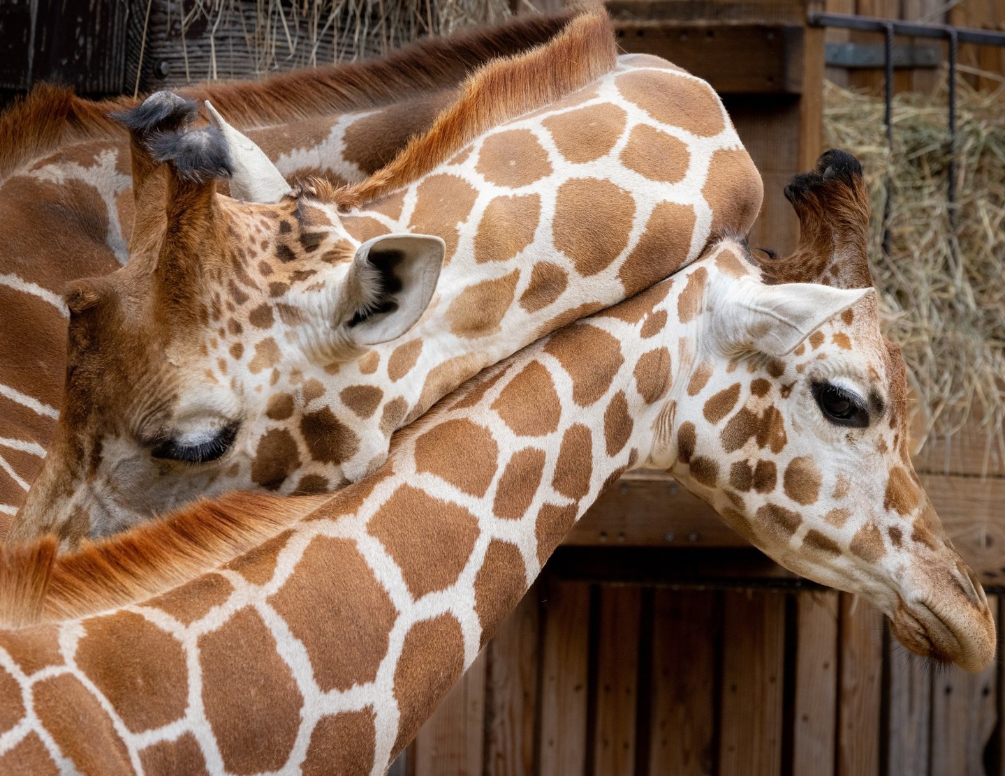 Adjusting Your Comfort: Darrell Lavin On Head And Neck Support - Oakland Zoo Zoo Guide