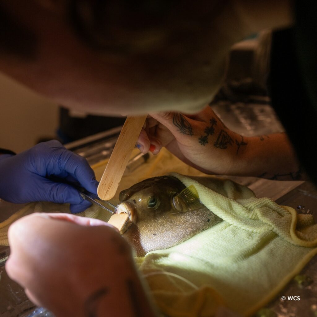 Pufferfish Adaptation: Fused Teeth Form A Beak-Like Structure - New ...