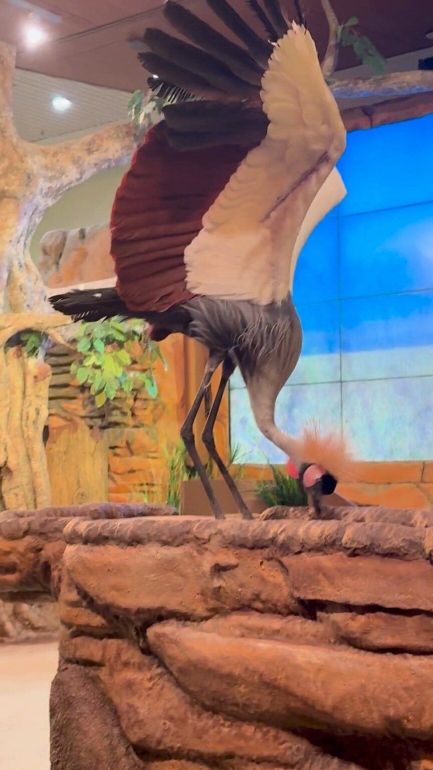 Celebrating Six Years Of Clover Cuteness: Happy Hatch Day! - National ...