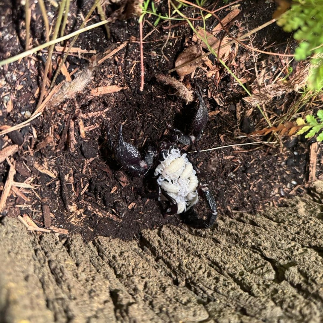 Our Emperor Scorpion Welcomes Another Litter Of Babies! - Landrys ...