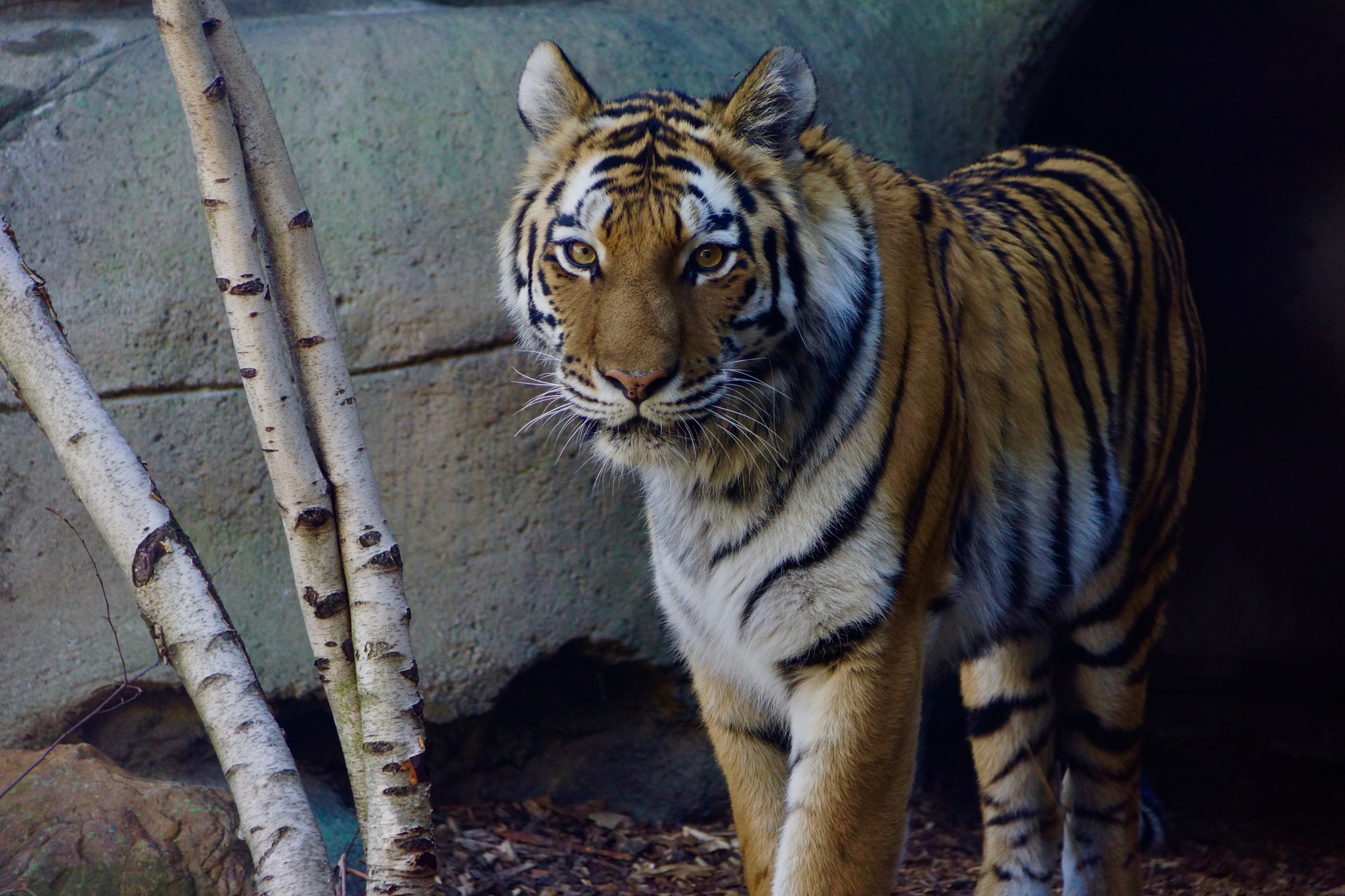 Celebrating International Tiger Day: Protecting Wild Tigers' Future ...