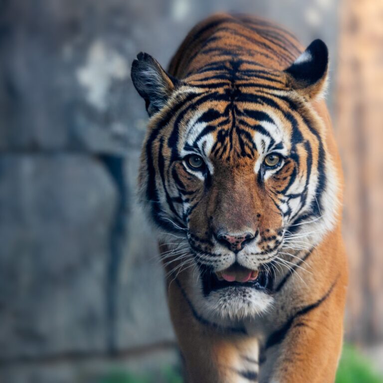 Happy National Tiger Day! Meet Penari, The Heartwarming Malayan Tiger ...