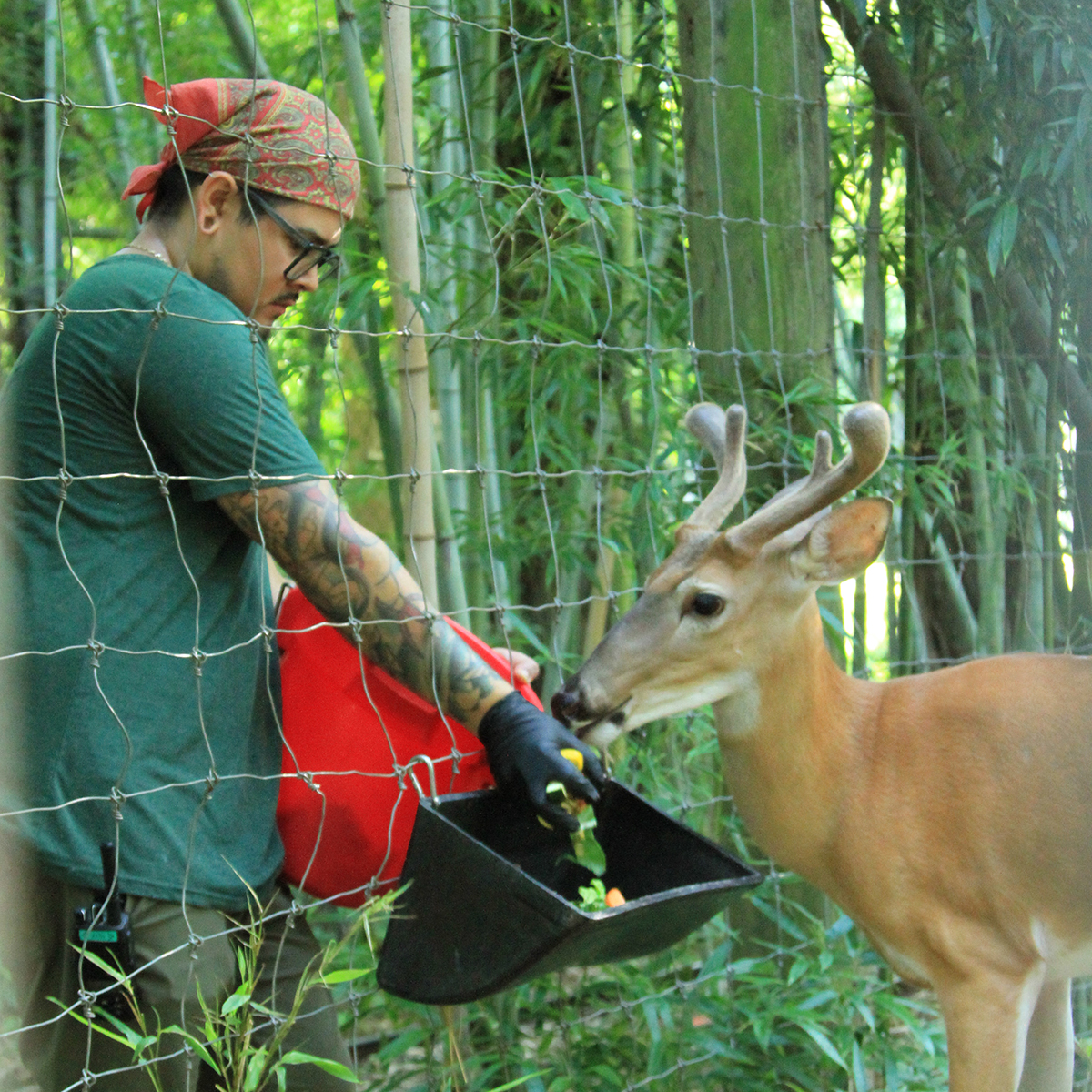 Zookeepers Prepare Fresh Meals For White-Tailed Deer - Zoos - USA ...