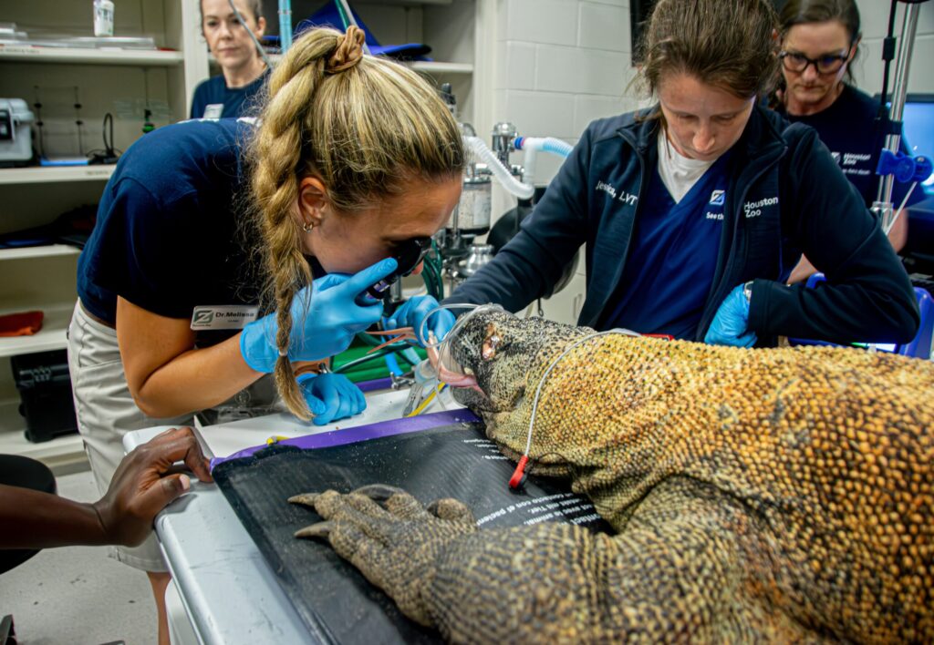 Komodo Dragon Vet Exam: From Head To Tail - Zoos - USA - Texas ...