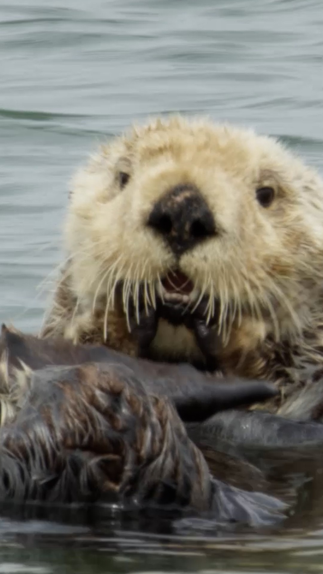 Monterey Bay Aquarium Partners With State Senator Catherine Bl ...