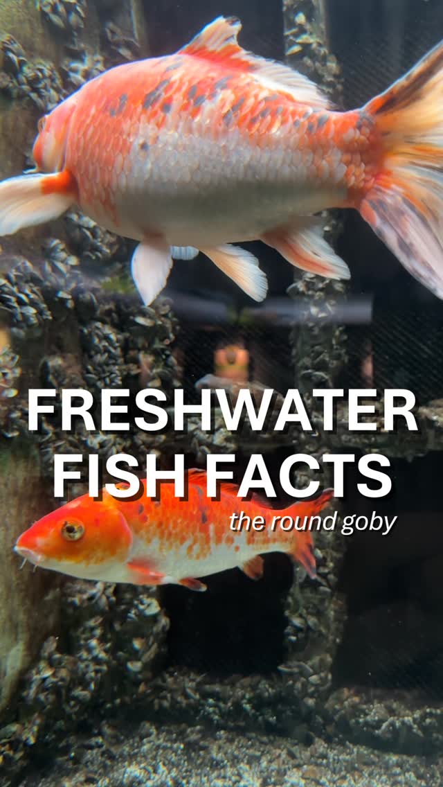 Discover Over 15,000 Species Of Freshwater Fish Worldwide - Zoos - USA ...