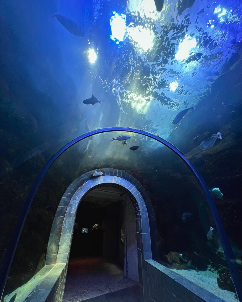 Definitive Guide To Dallas World Aquarium Facts, List Of Animals, Reviews And Pictures On Zoo ...