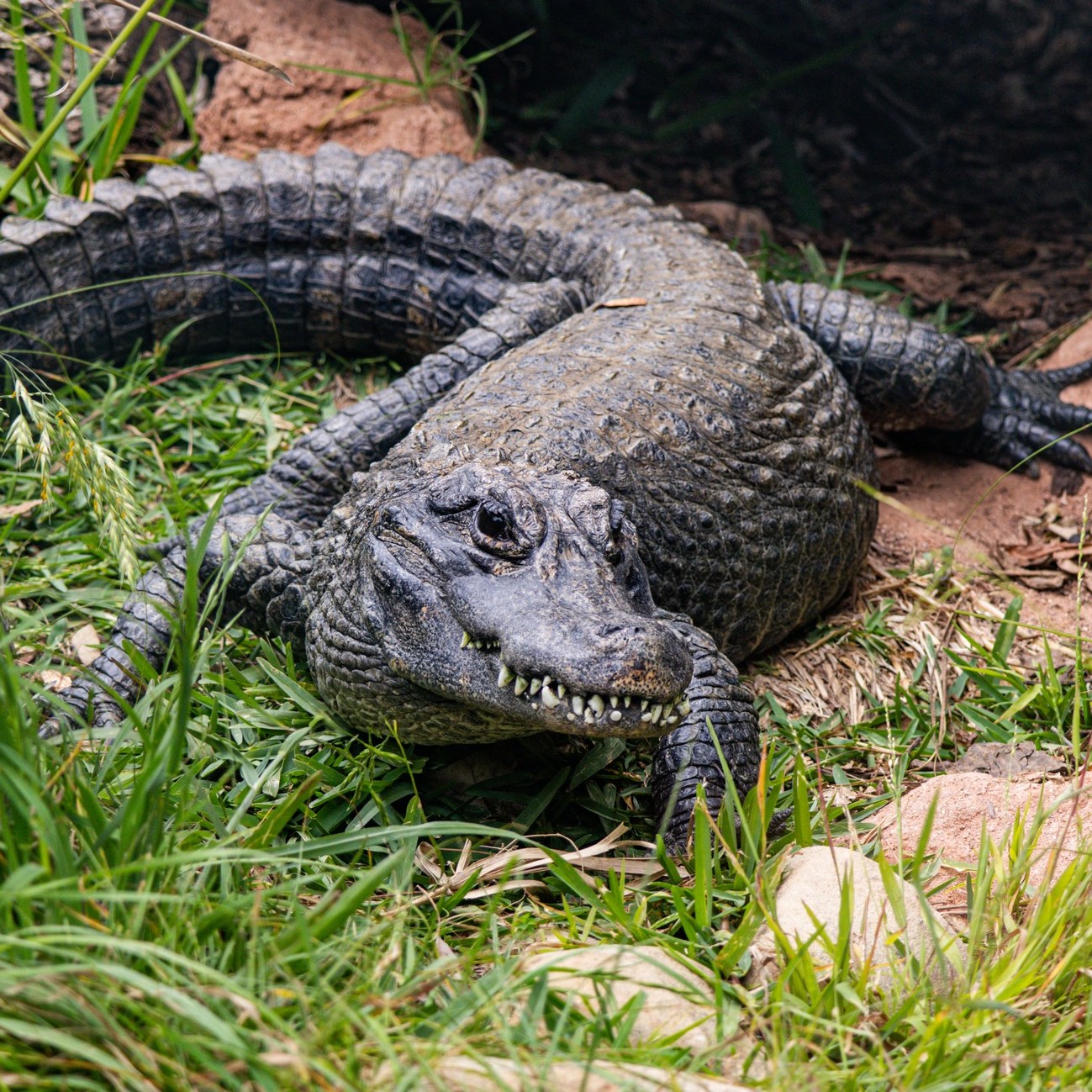 Can Alligators Be Cute? A Question From A Toothy Friend - Zoos - USA ...