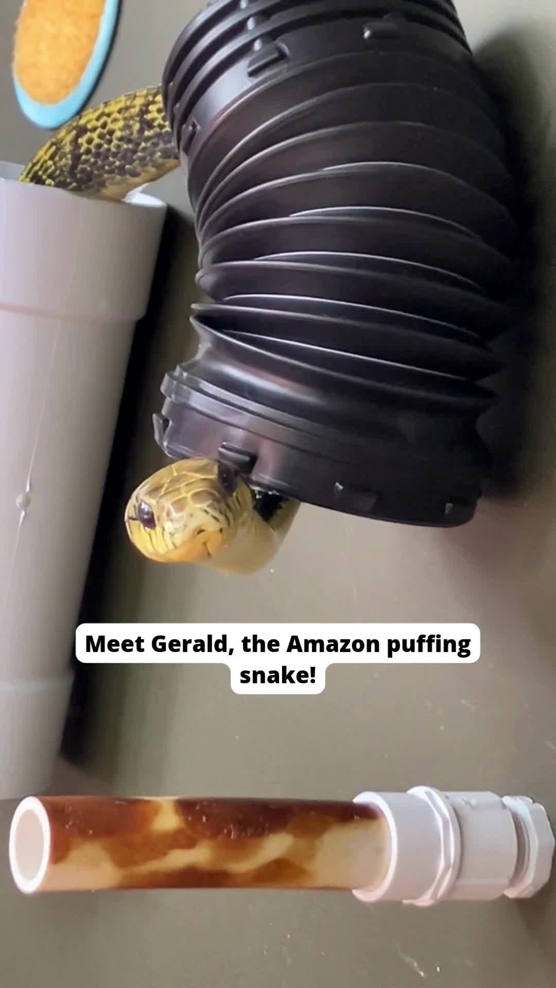 Meet Gerald The Amazon Puffing Snake In His New Habitat - Zoos - USA - Florida - Brevard Zoo ...