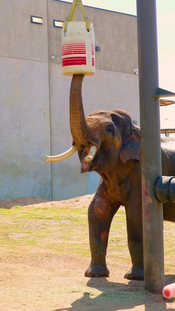 Caring For Asian Elephants At Tulsa Zoo Every Day - Tulsa Zoo Zoo Guide