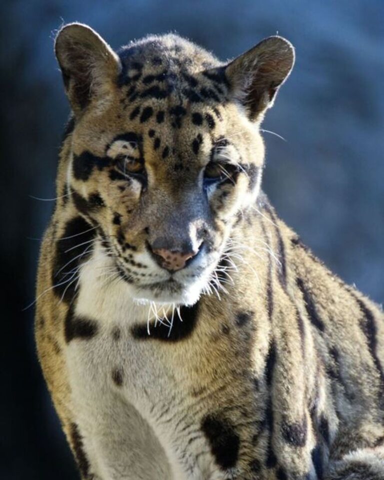 Celebrating International Clouded Leopard Day: A Remarkable Species ...