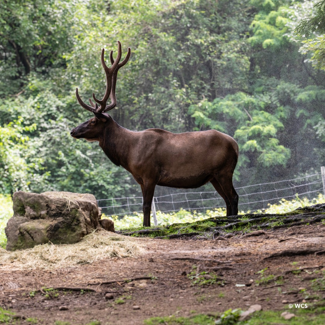 Majestic Summer Photos Of Male Roosevelt Elk - Queens Zoo Zoo Guide