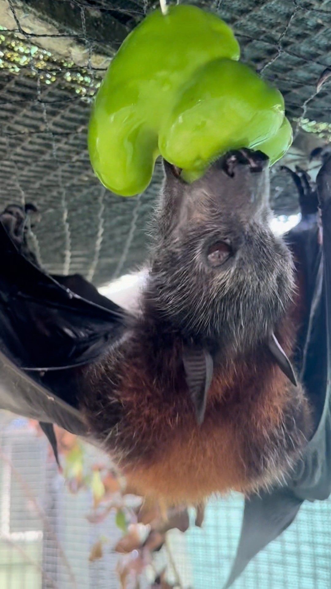 Celebrate National Green Pepper Day With Malayan Flying Foxes! - Lubee ...