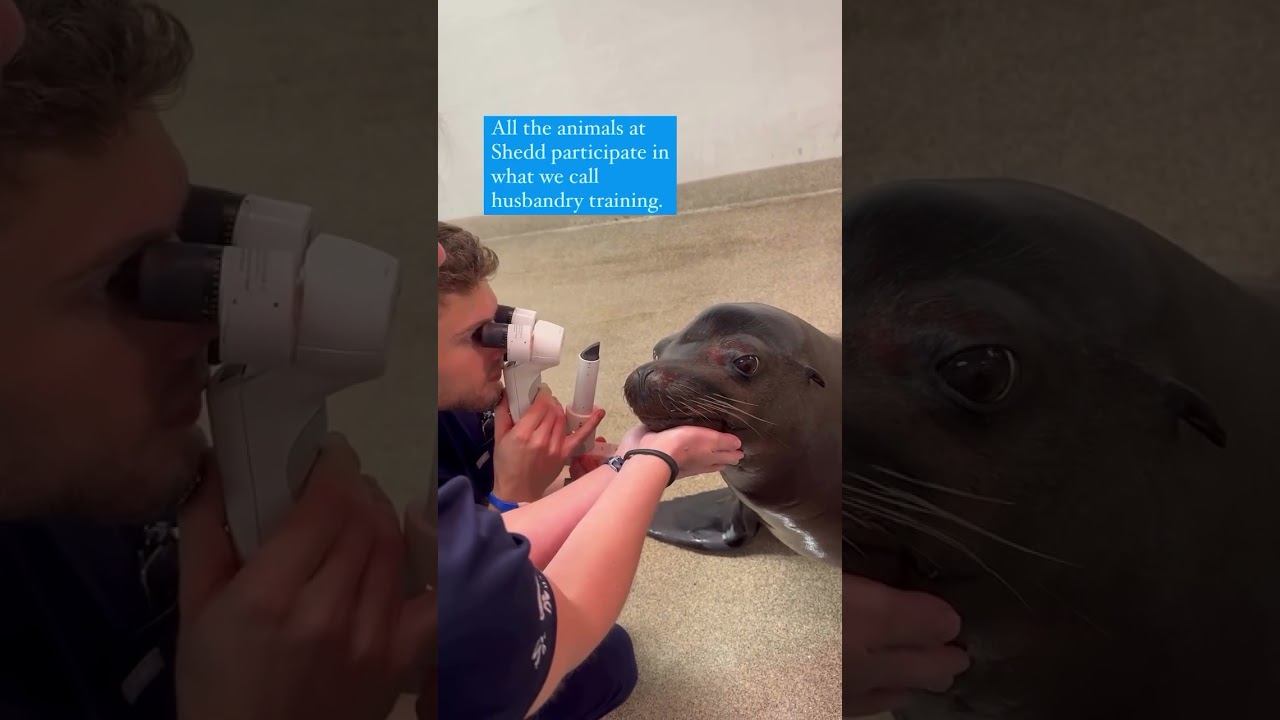 Explore Laguna's Teeth: A Fascinating Look - Zoos - USA - Illinois ...