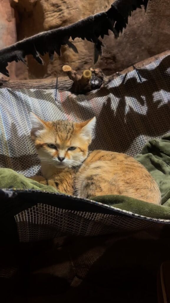 Eat, Sleep, Sharpen Claws: Life Of The Sand Cat In Deserts - Brookfield ...