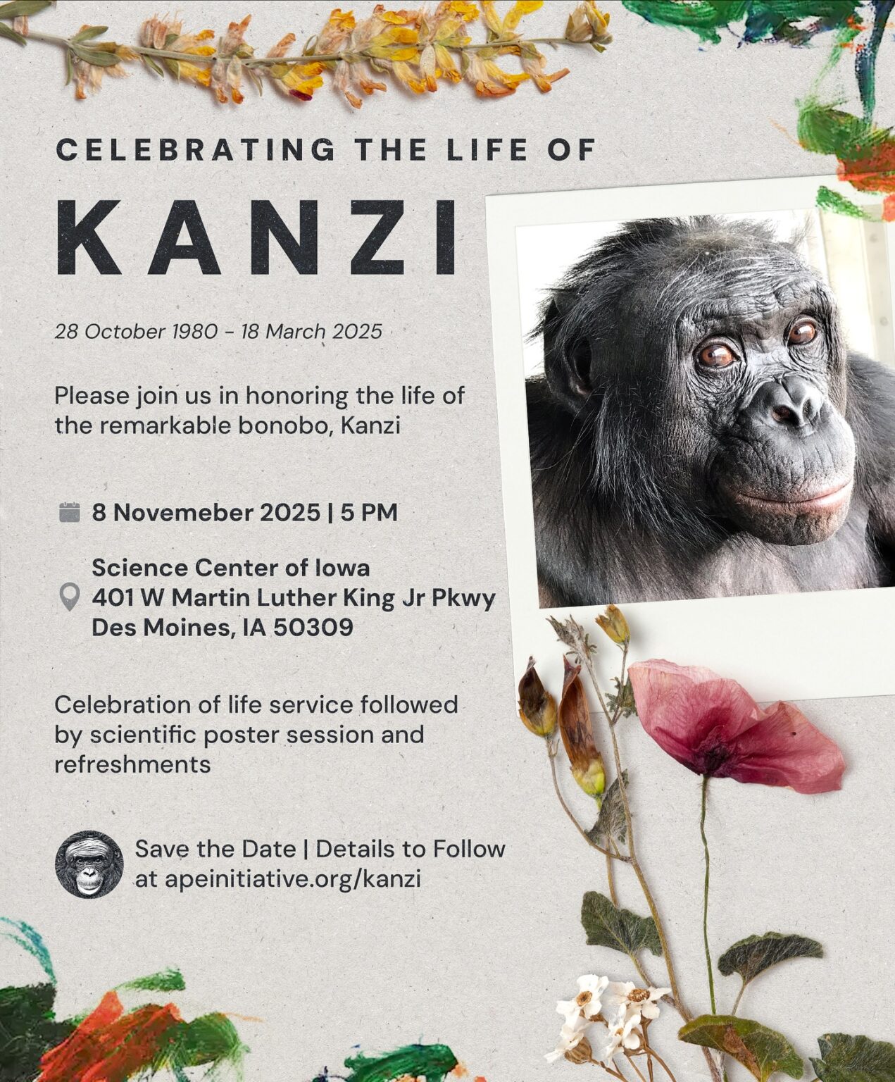 Honoring The Remarkable Life Of Bonobo Kanzi This November - Ape ...