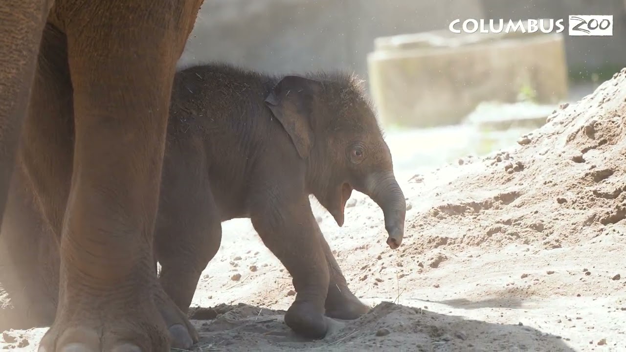 Discover The Joy: Baby Elephant Plays In Sand - Zoos - USA - Ohio ...