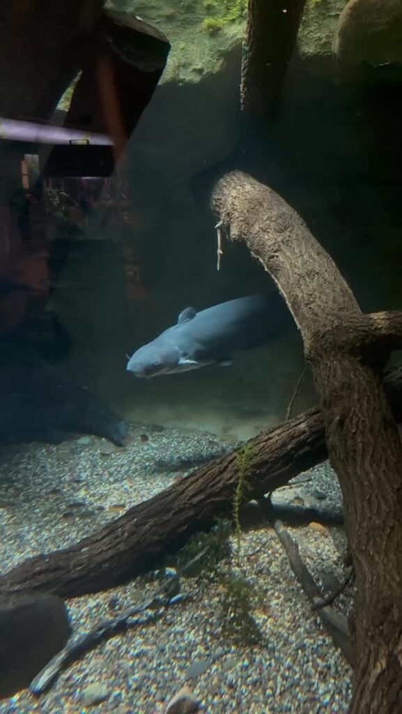 Catfish: Named For Whisker-Like Barbels And Unique Traits - Zoos - USA ...