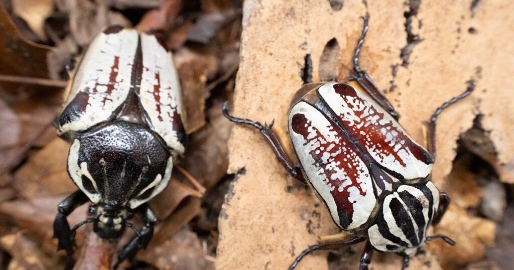 Goliath Beetles Have Arrived! - Zoos - USA - Washington - Woodland Park ...