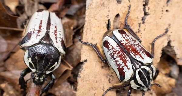 Goliath Beetles Have Arrived! - Zoos - USA - Washington - Woodland Park ...
