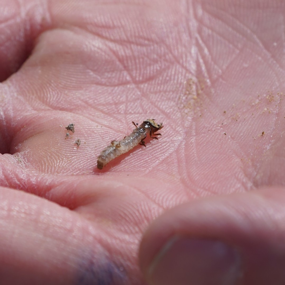 Endangered Species Day: Spotlighting Our Planet's Rare Creatures ...