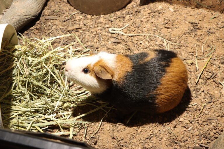Training Ambassador Animals: Basil The Guinea Pig At Reid Park Zoo ...