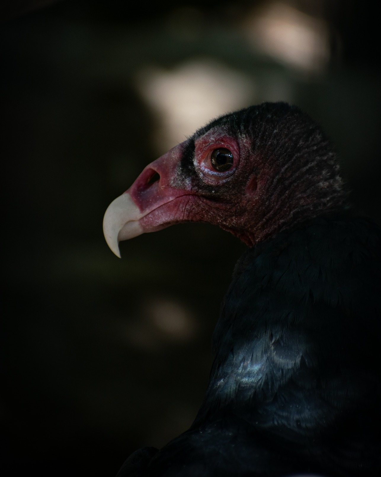 International Vulture Awareness Day: September 6th Events At Pue ...