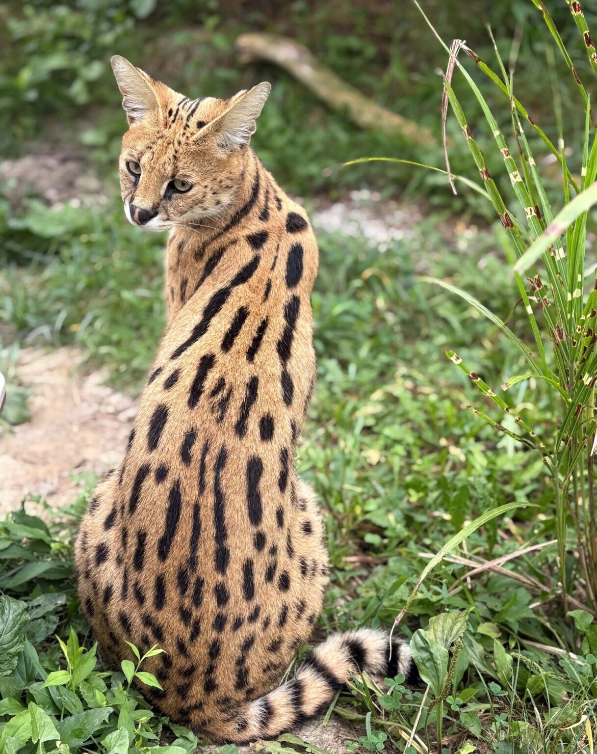 Get Ready For Fun Fact Friday: Discover Servals! - Oglebay's Good Zoo Zoo Guide