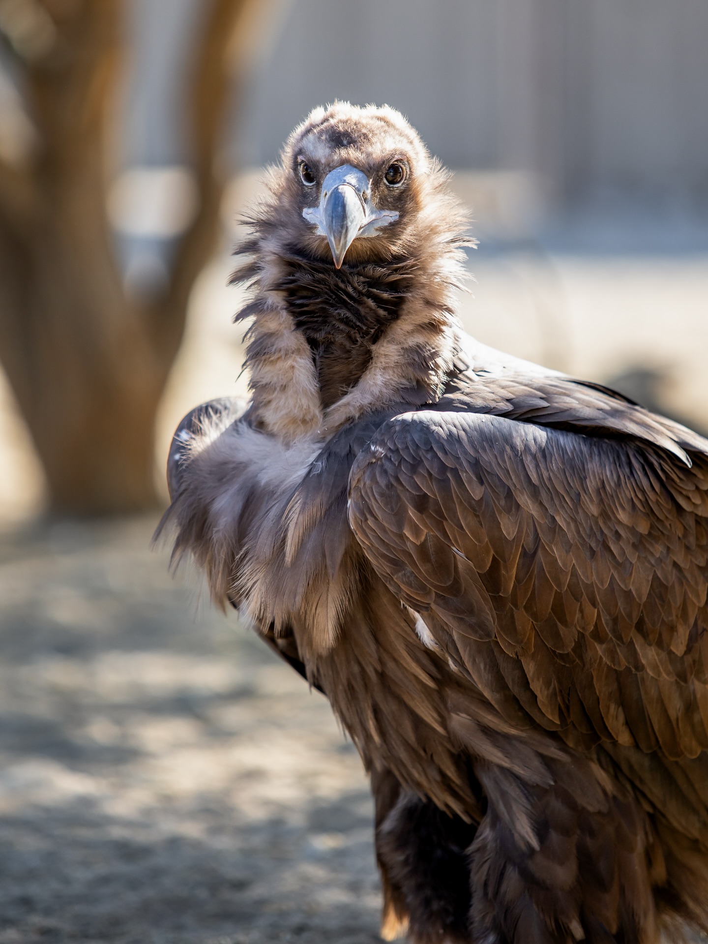 Celebrating World Vulture Day: A Look At Threatened Species - Living ...